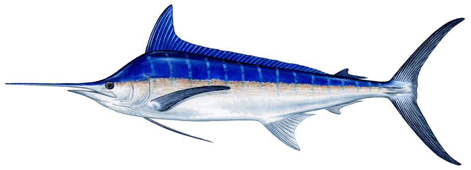 Sharkbait: Blue Marlin