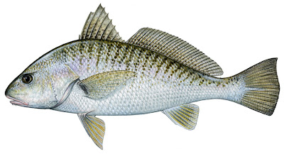 Sharkbait: Atlantic Croaker