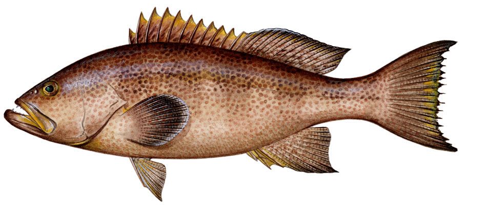 Sharkbait: Yellowmouth Grouper