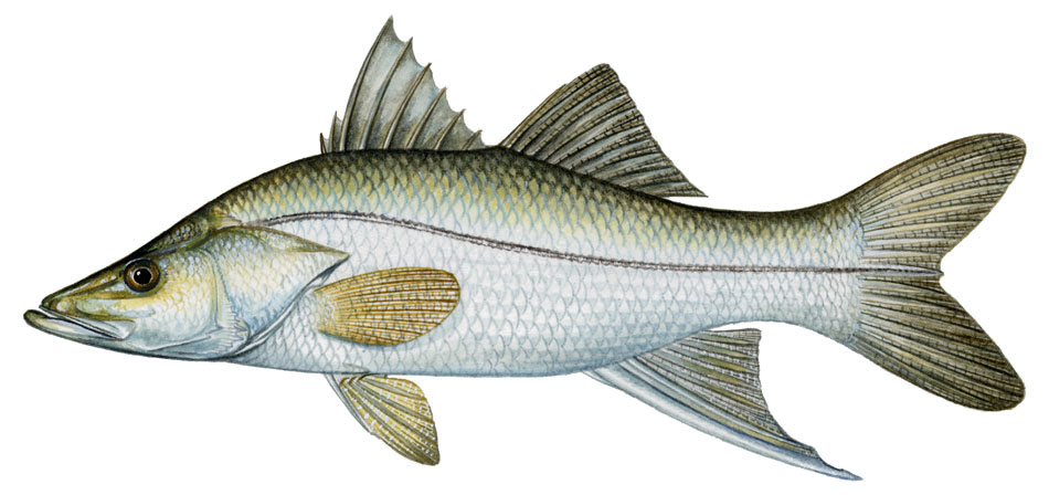 Sharkbait: Swordspine Snook