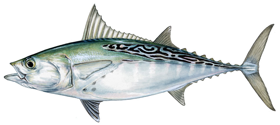 Sharkbait: Little Tunny