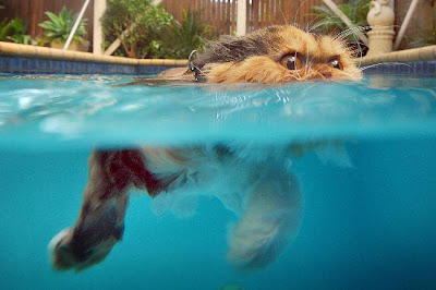 yuvy endel: Funny animal swimmer pictures