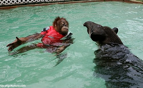 Funny Swimming Animals | Funny Animal Pictures | StrangeNature.com