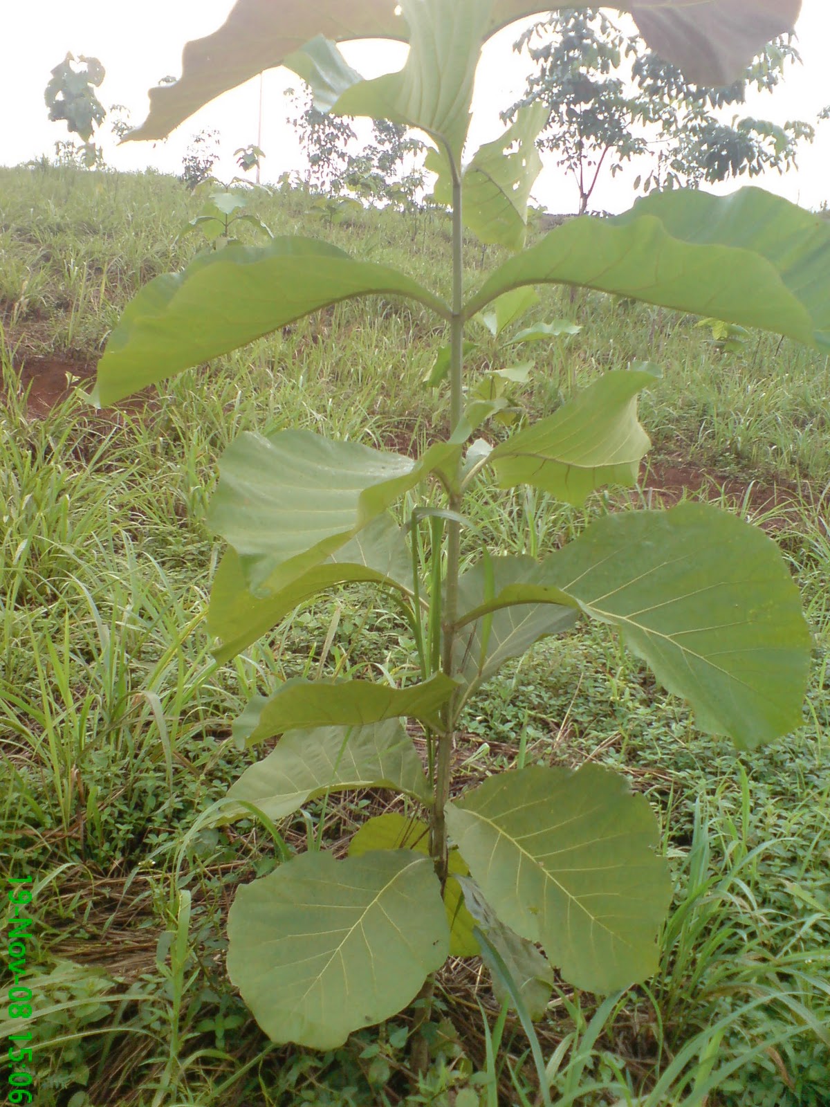 KAYU JATI POHON JATI KEBUN JATI: JATI ; asal,jenis, penyebaran, fungsi