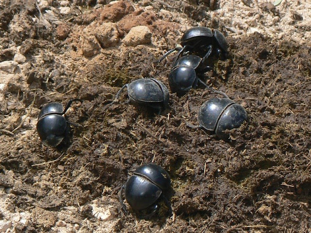 the maX files: Ecological day - Flightless dung beetles