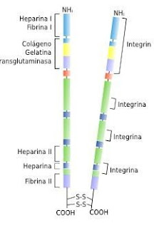 Biología Celular: iv. Otras proteínas estructurales de matriz extracelular