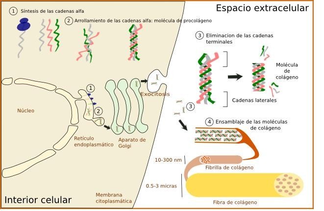 Biología Celular: ii. Biosíntesis de colágena