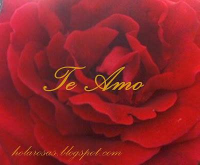 Imagenes De Amor: Imagenes de amor, gratis con rosas rojas que dicen te amo