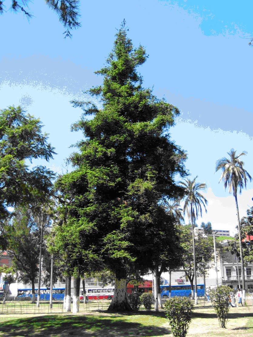 ÁRBOLES PATRIMONIALES DE QUITO Y SUS ALREDEDORES | ARBORICULTURA ...