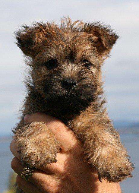 Morpheus: RUTHS NYDELIGE VALPER