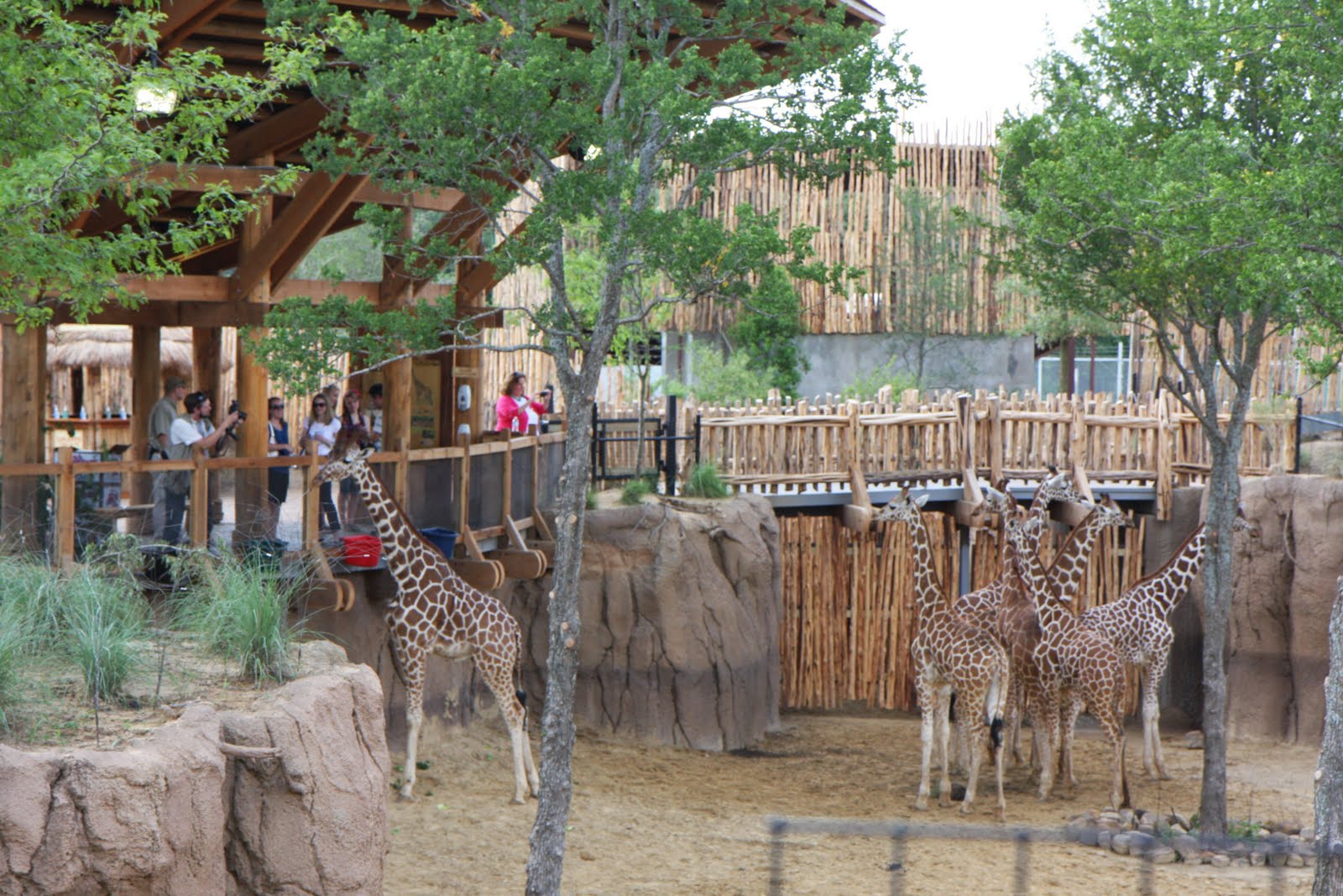 The Dallas Cook Book: Savanna Smiles at the Dallas Zoo