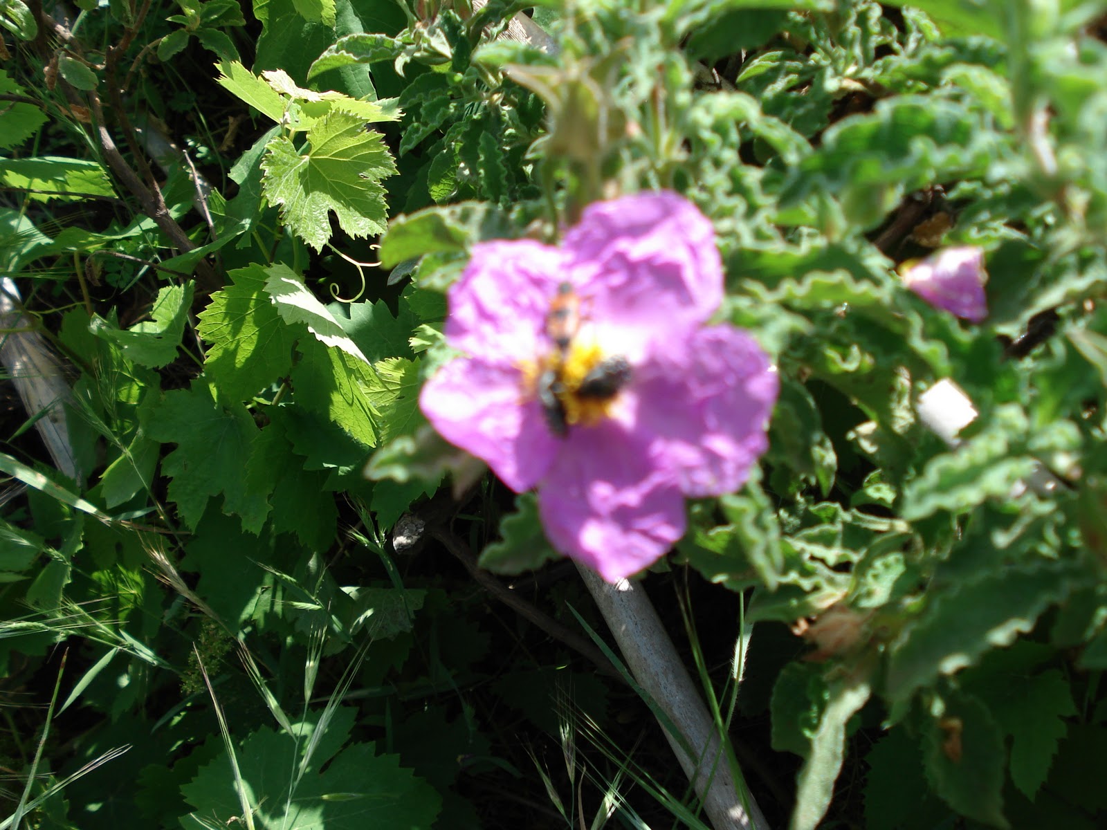 Labdanum of Cistus Incanus Creticus from Crete.: Plants of the Bible