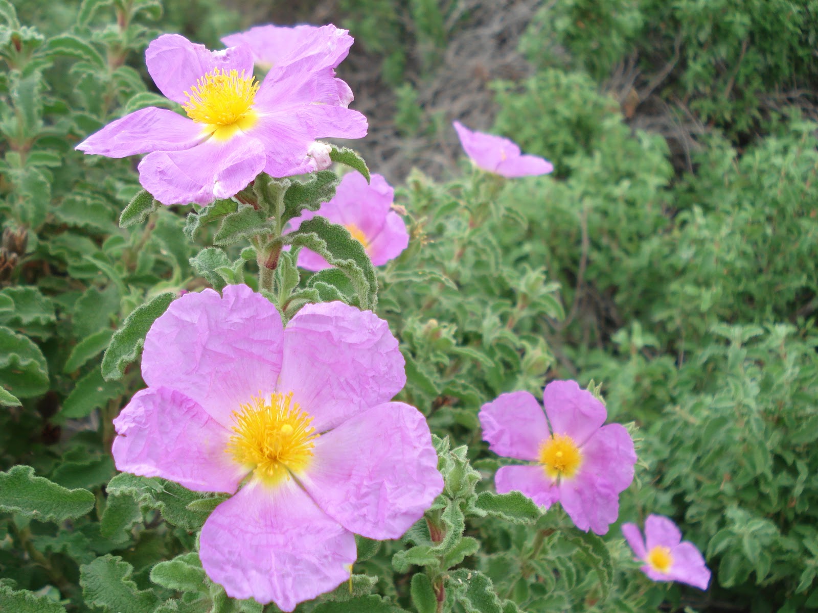 Labdanum of Cistus Incanus Creticus from Crete.: Modern Medical Uses of ...