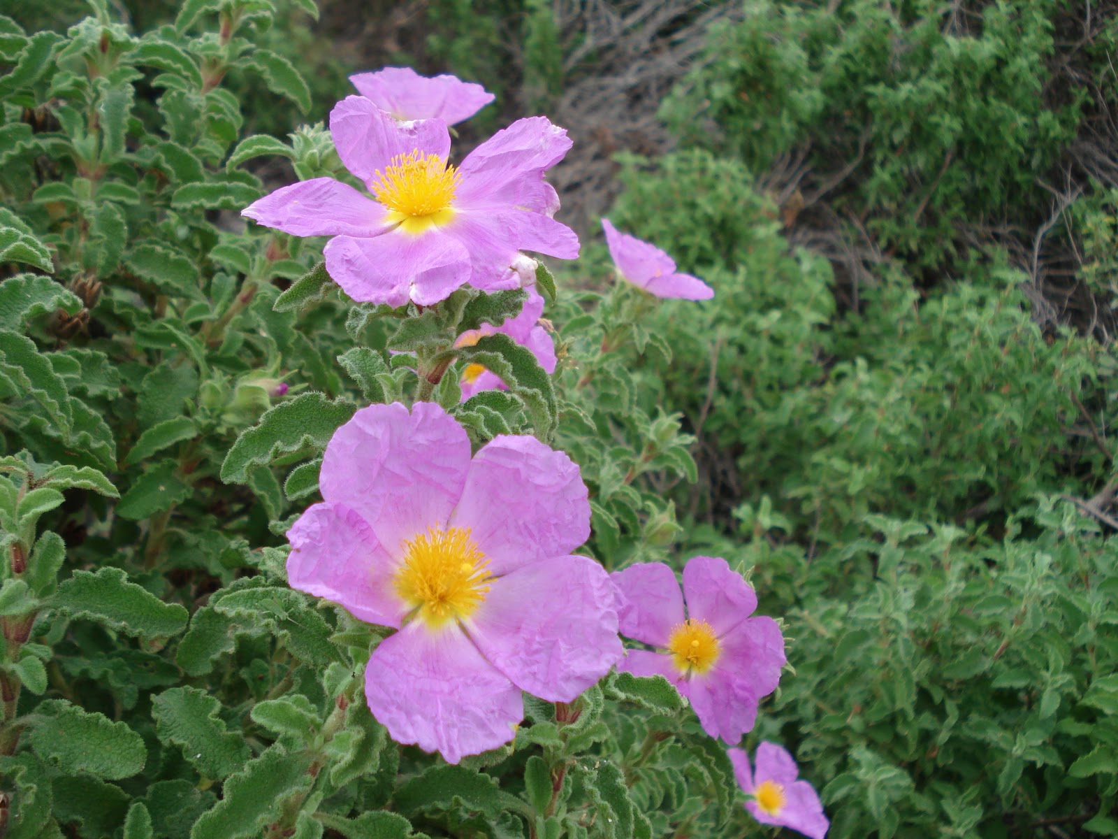 Labdanum of Cistus Incanus Creticus from Crete.: 5/1/04 - 6/1/04