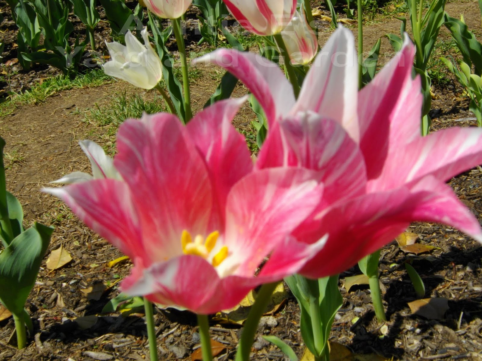 AUNTIE E's YARD and GARDEN: Ruby Tuesday-Tulip Time in DC