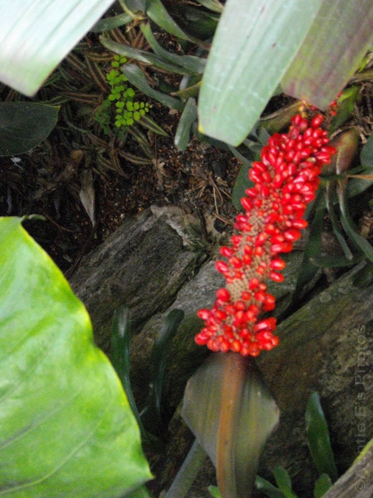 AUNTIE E's YARD and GARDEN: Ruby Tuesday- Inside the Conservatory