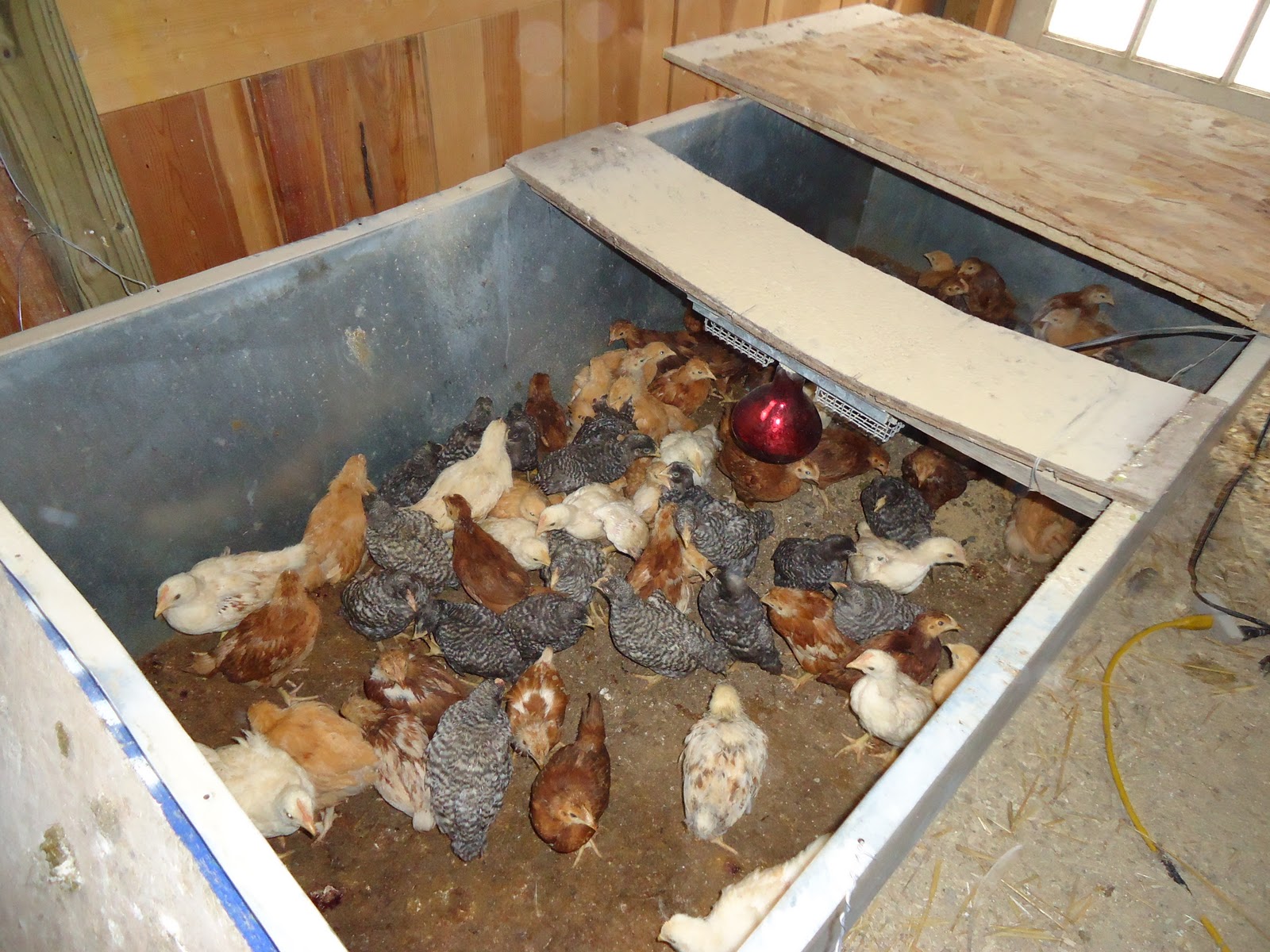 Curly Girl Farm: Chicken Hotel