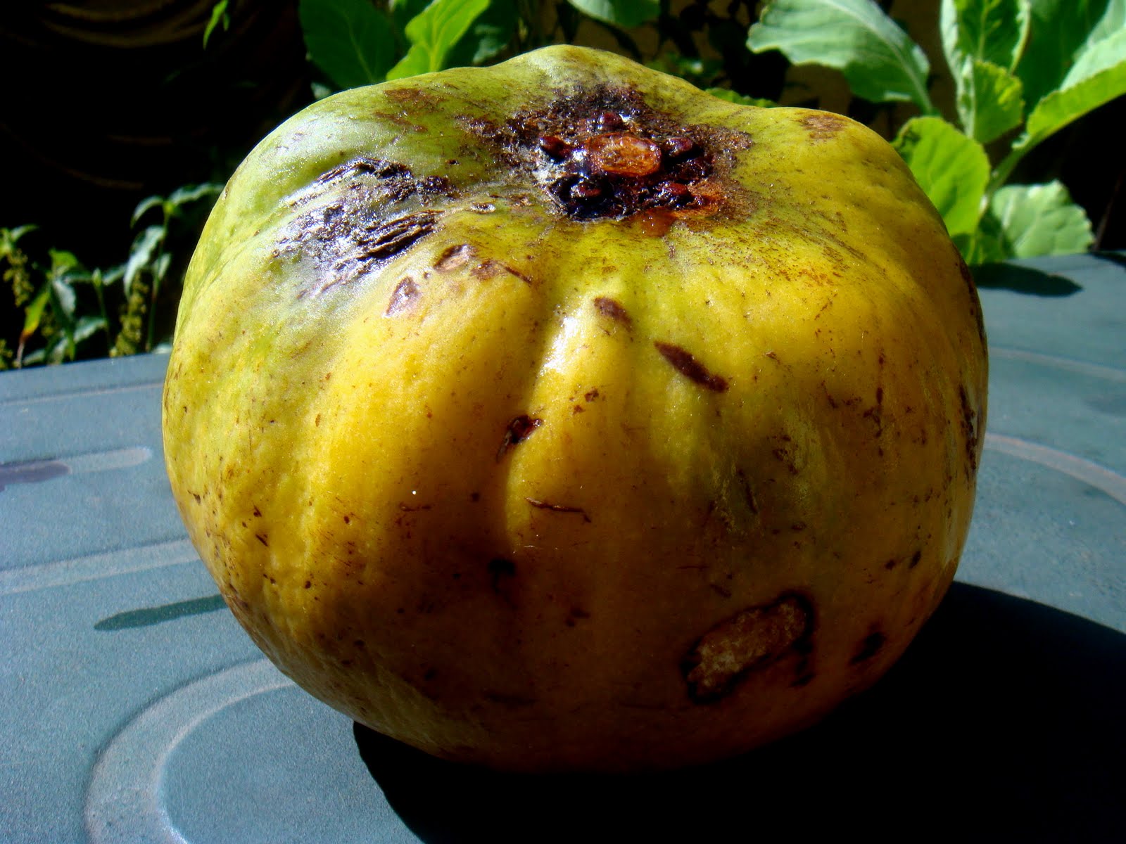 come-se: Bacuri da Ilha do Marajó vira doce de cortar