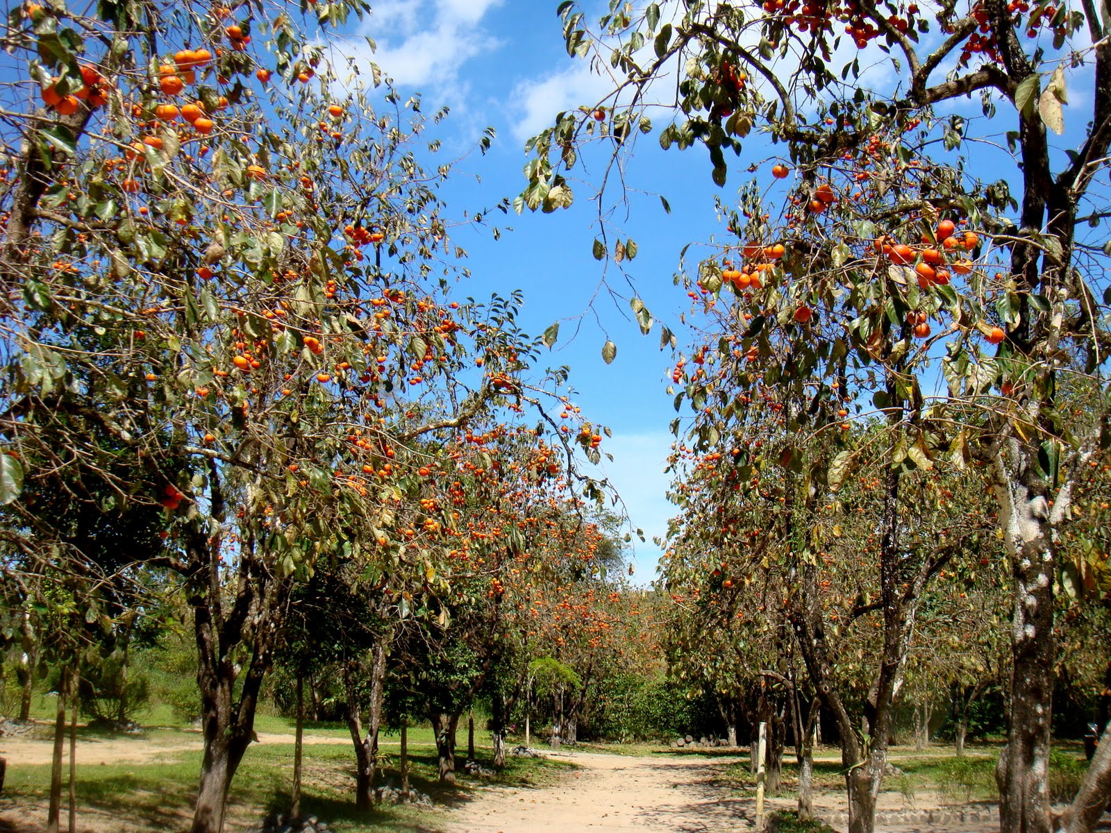 come-se: Um rio piscoso