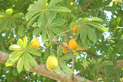 come-se: Jaracatiá é o que é