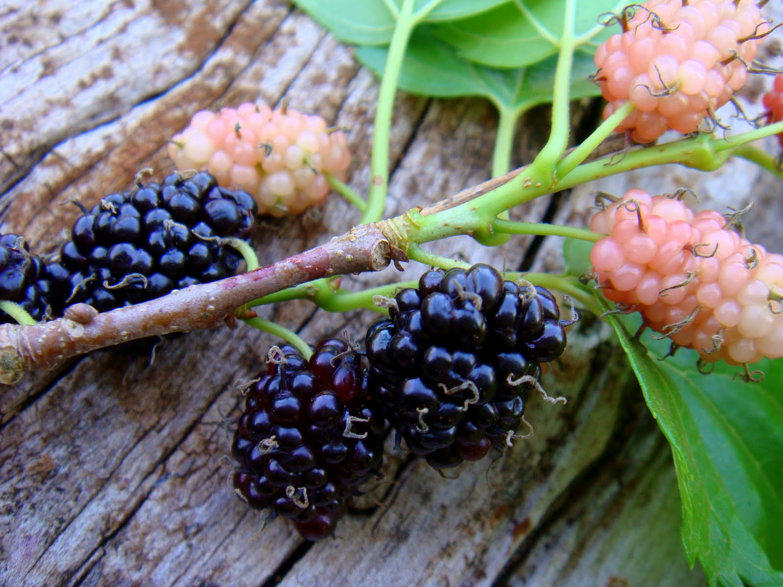 come-se: É tempo de amoras