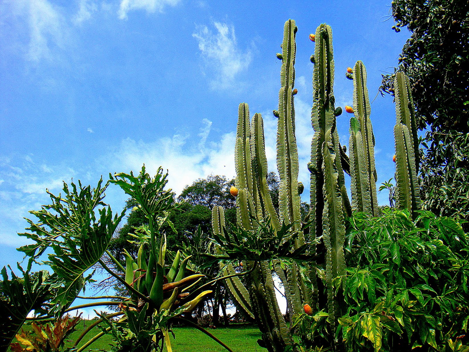 come-se: Resposta à charada: Fruto do mandacaru