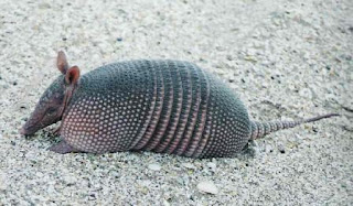 Chef Norberto Petryk, asesor en gastronomía: Mulita o tatú marinada y ...