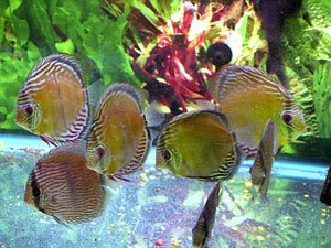 Discus Fish: Discus Fish Types : Natural / Wild Species