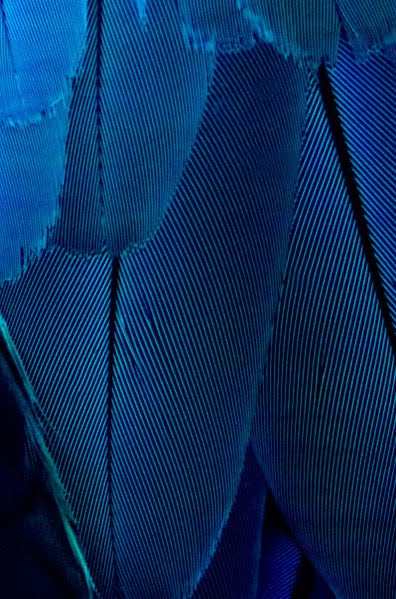 DinoGoss: A Guide To Feather Colors