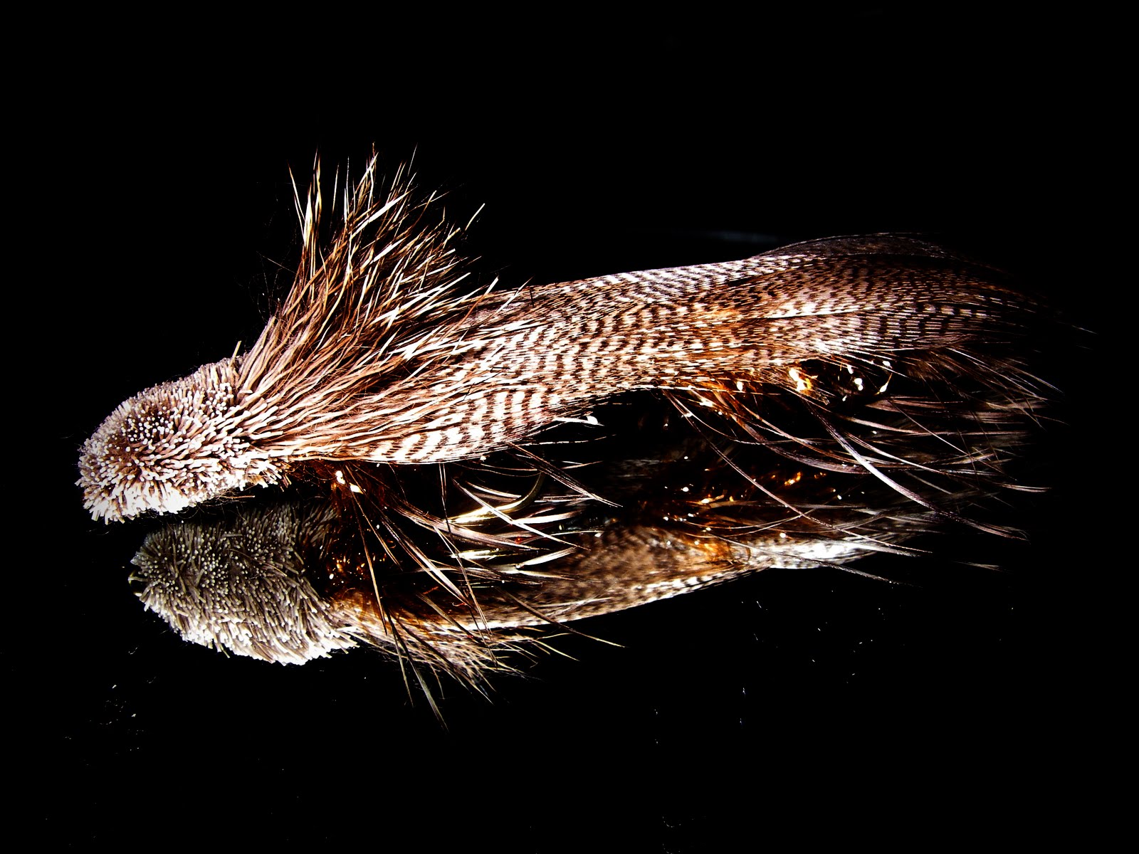 EpicFly Pictures: Articulated, lots of movement and plenty of deer hair ...