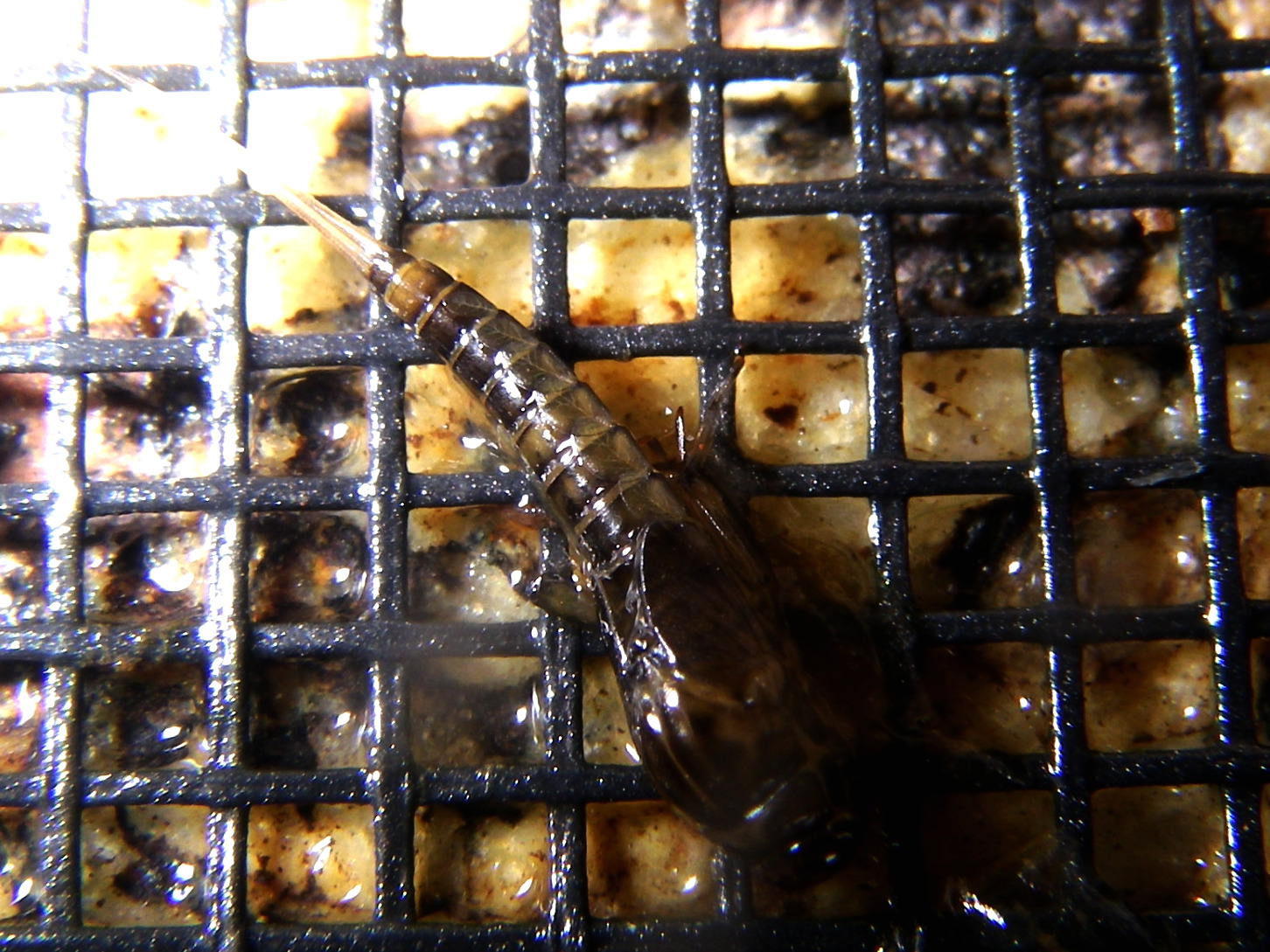 EpicFly: Some Arkansas Bugs For Early Spring