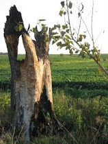 The Sensitive Carpenter: David Lynch Furniture