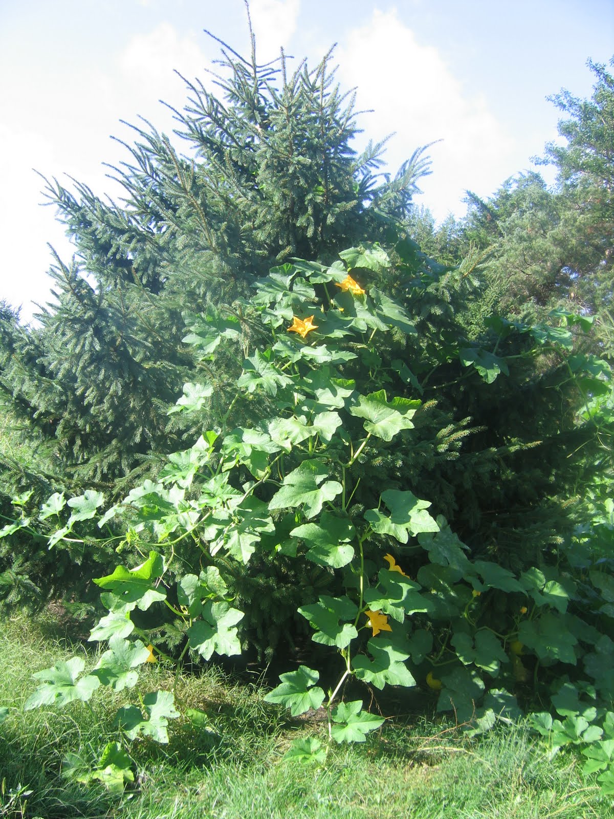 State Fair Challenge: Pumpkin Tree