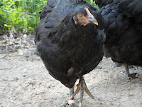 Java breeders: Black Javas