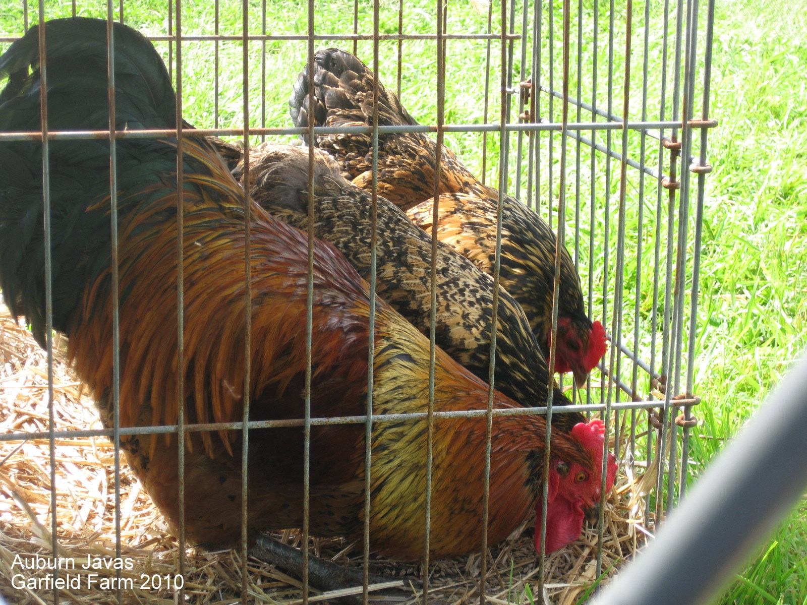 Java breeders: Mottled Javas/Auburn Javas