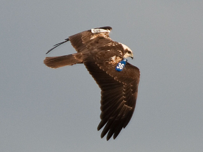 BTO Bird Ringing - 'Demog Blog': Kent Marsh Harrier wing tagging project