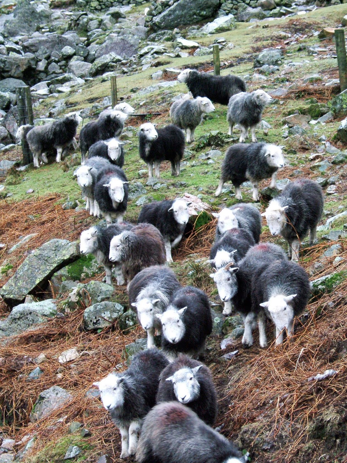 Fossils and Other Living Things: A Twist of Sheep and Fossils