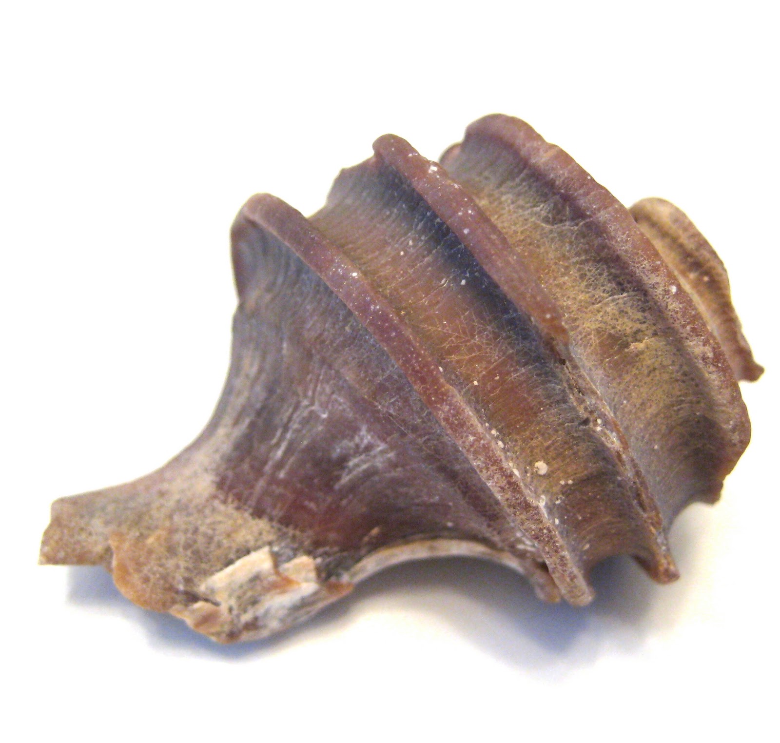 Fossils and Other Living Things: Fragility of the Ecphora