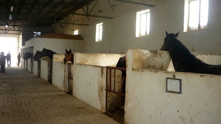 Riders Without Borders: Equine Adventures in Iran- Featured in the ...