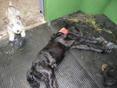 BLOG DE VICENTE PEÑA: Lebrijano, un potrillo frisón