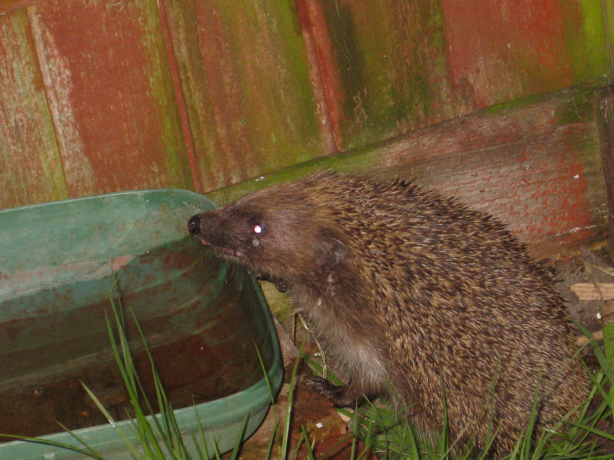 Hog Blog - Hedgehog visitors to my garden: Hedgehogs getting friendly ...