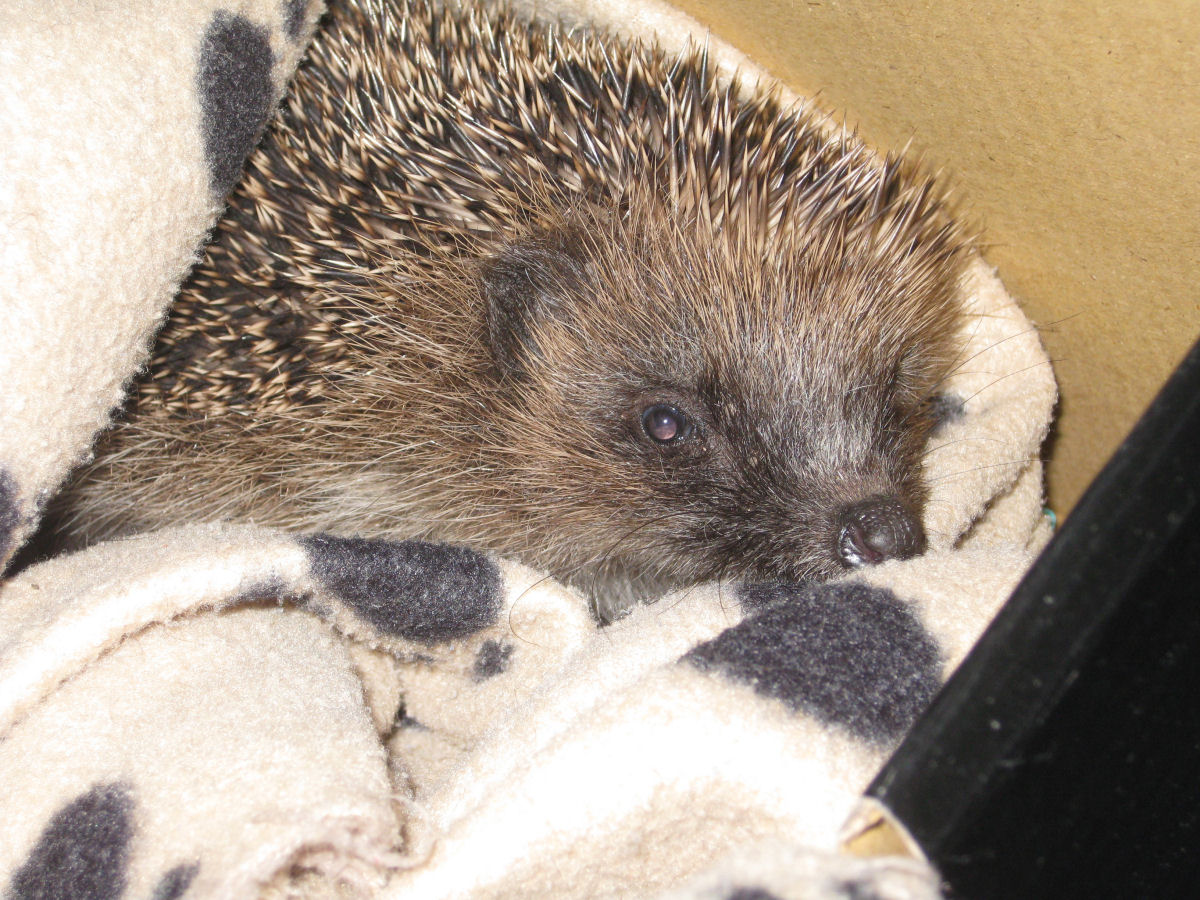 Hog Blog - Hedgehog visitors to my garden: More on Autumn Juvenile #3