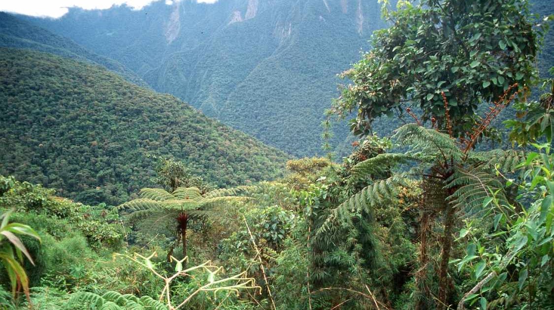 Una región en problemas: las yungas. ~ Geodiversidad