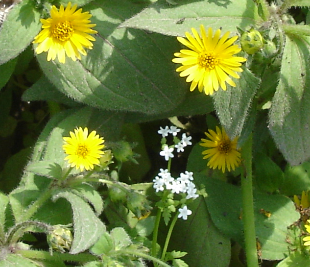 TRABAJO DE CAMPO - LOMAS DE LUCUMO: 1. FLORA (plantas)