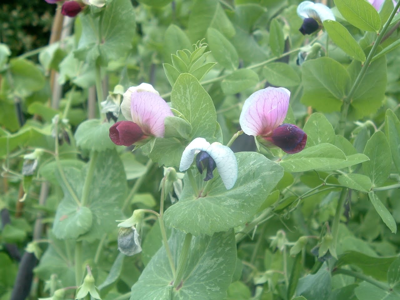 This and That: Round the Plot