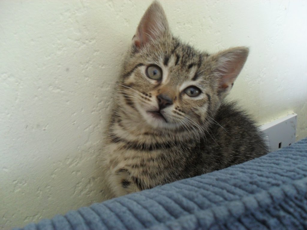 KittyCam: Adventures of Baron and Ruby: Ruby's Secret Base