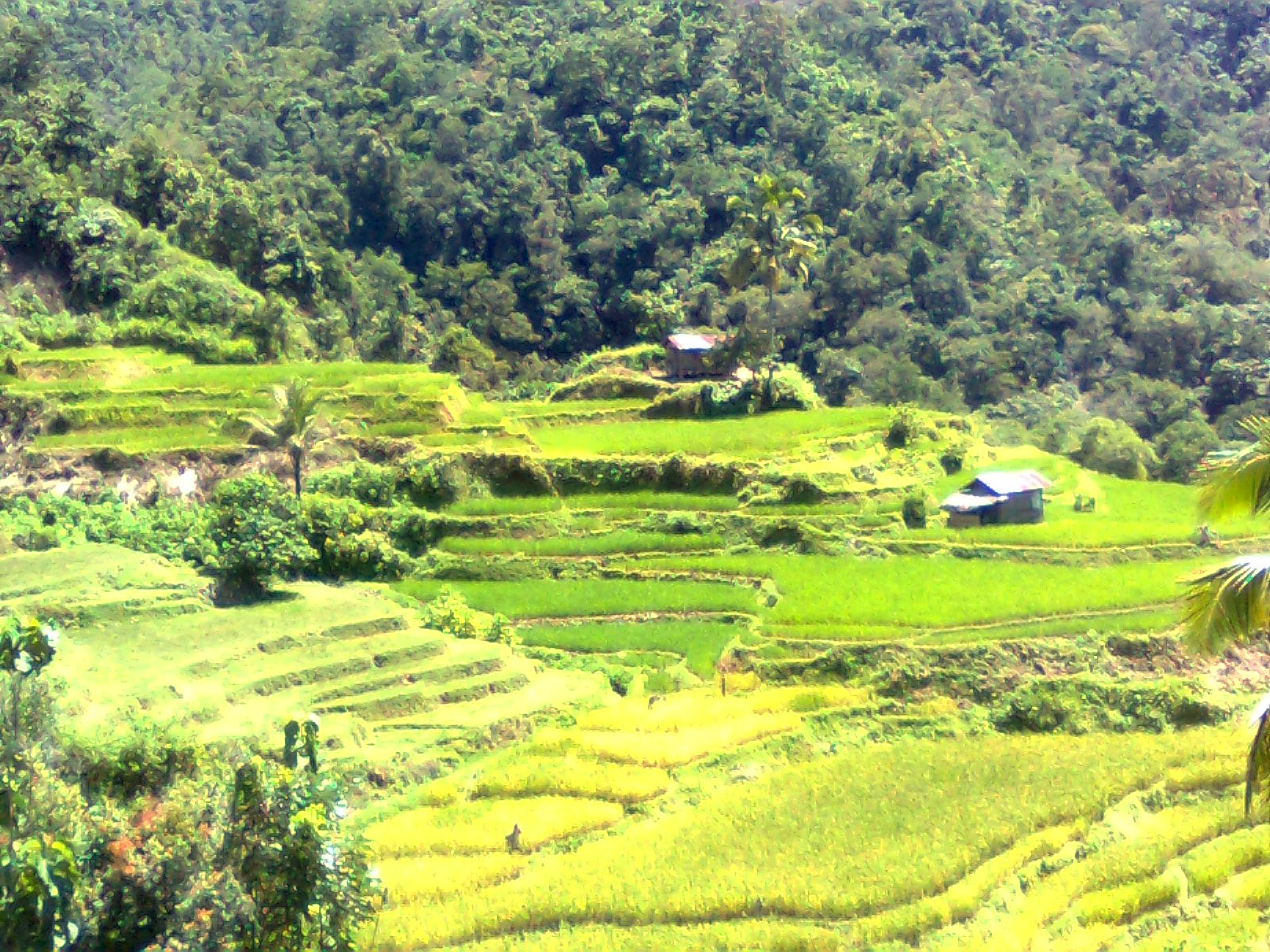 "P I N O K I O Z E": Nagari Kajai