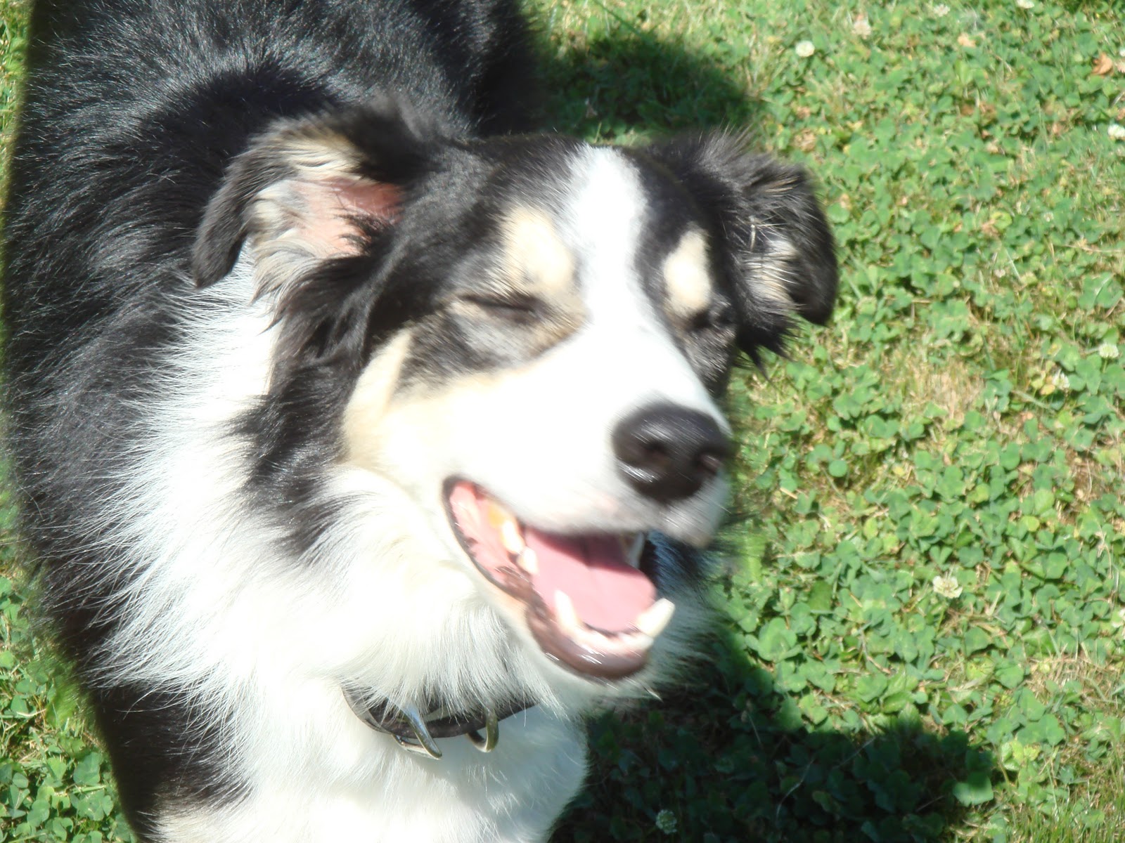 Oh Charlie..... the Mini Aussie: Border Collie Time