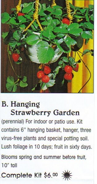 Mission for Annalee: Dutch Mill Bulbs