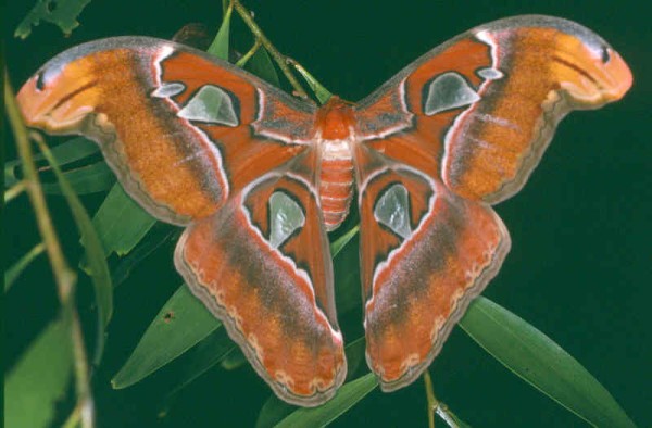 temeledeacasa-la-biblioteca: Fluturii